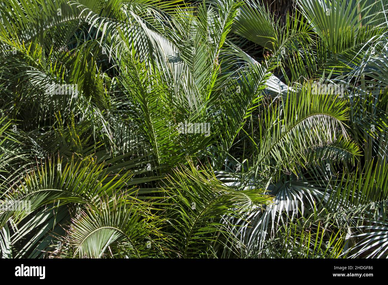Jelly horizontal leaf hi-res stock photography and images - Alamy