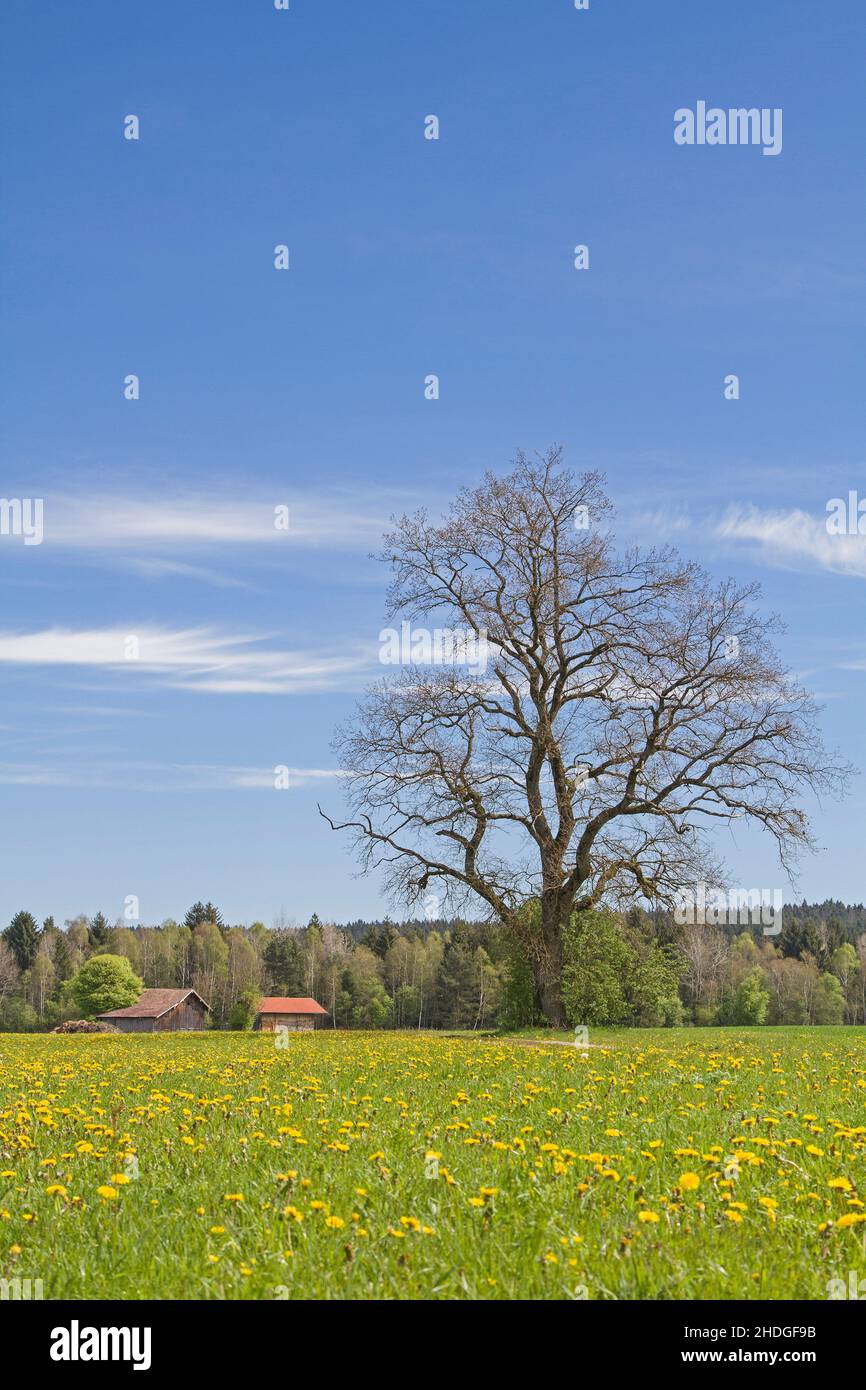 landscape, upper bavaria, landscapes, rural, rural scene, scene ...