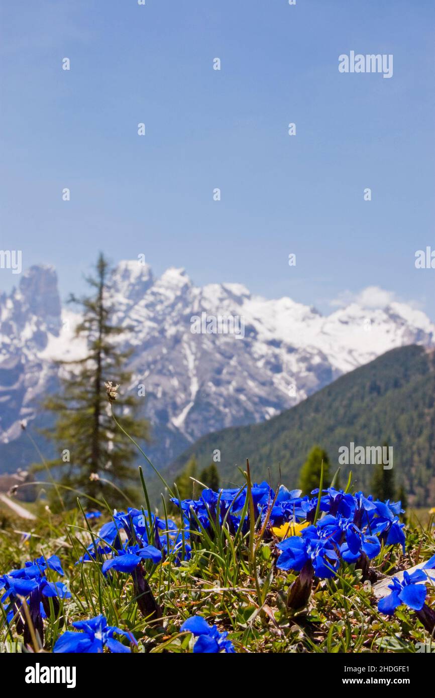 dolomites, blue gentian, gentian, spring gentian, blue gentians ...