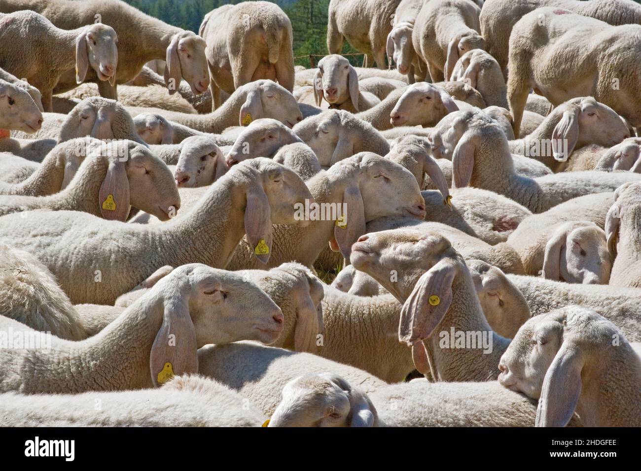 sheep herd, sheep herds Stock Photo - Alamy