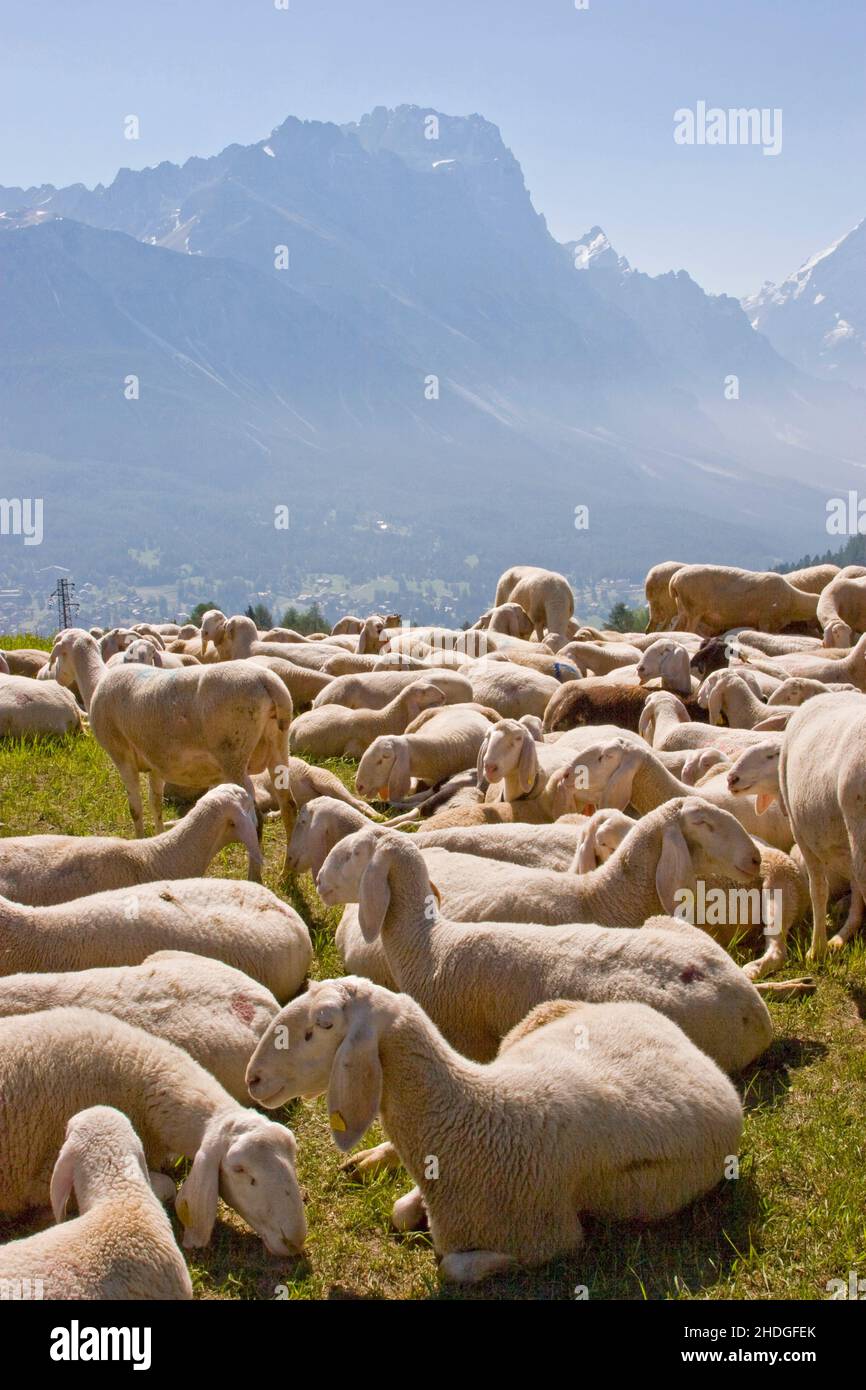 sheep herd, pastures, sheep herds, pasture Stock Photo - Alamy