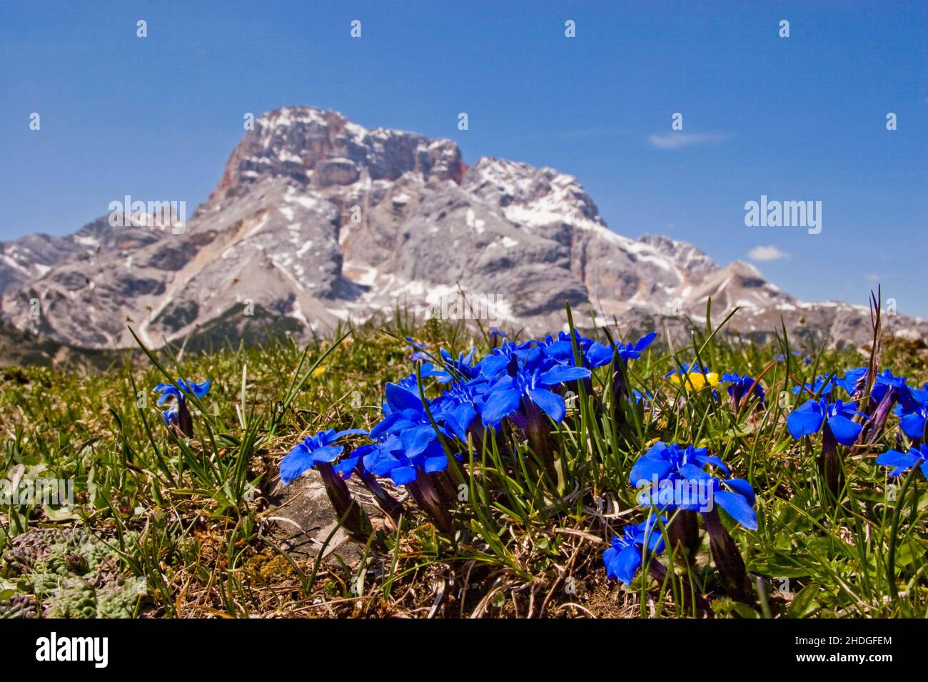 blue gentian, blue gentians Stock Photo - Alamy