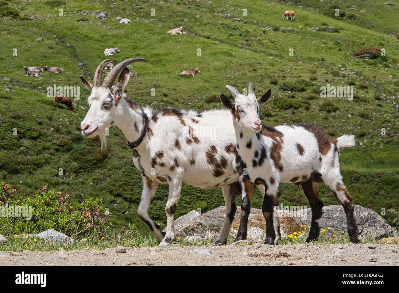 young animal, goat, young animals, goats Stock Photo - Alamy