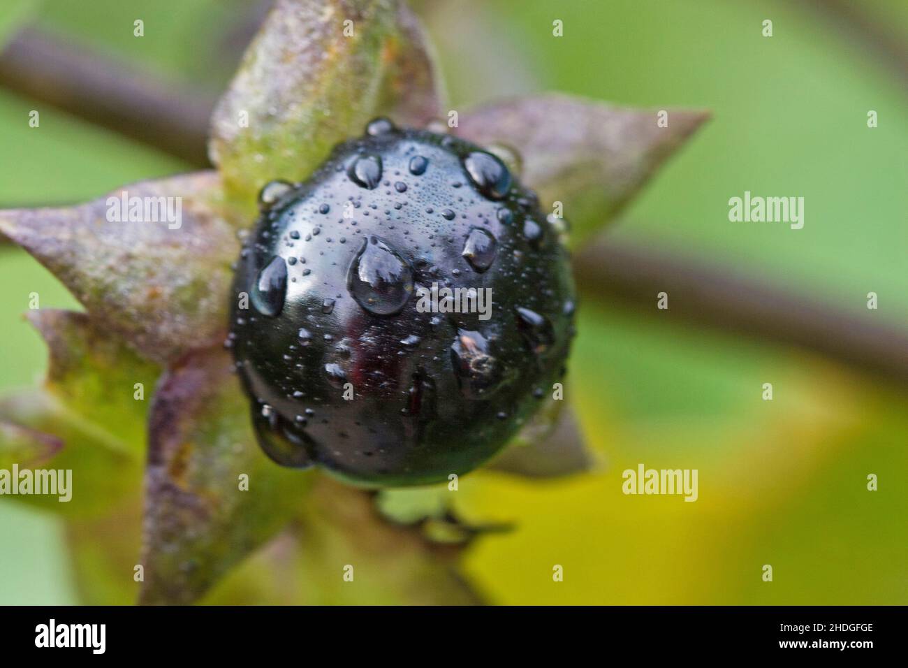 Belladonnas hi-res stock photography and images - Alamy