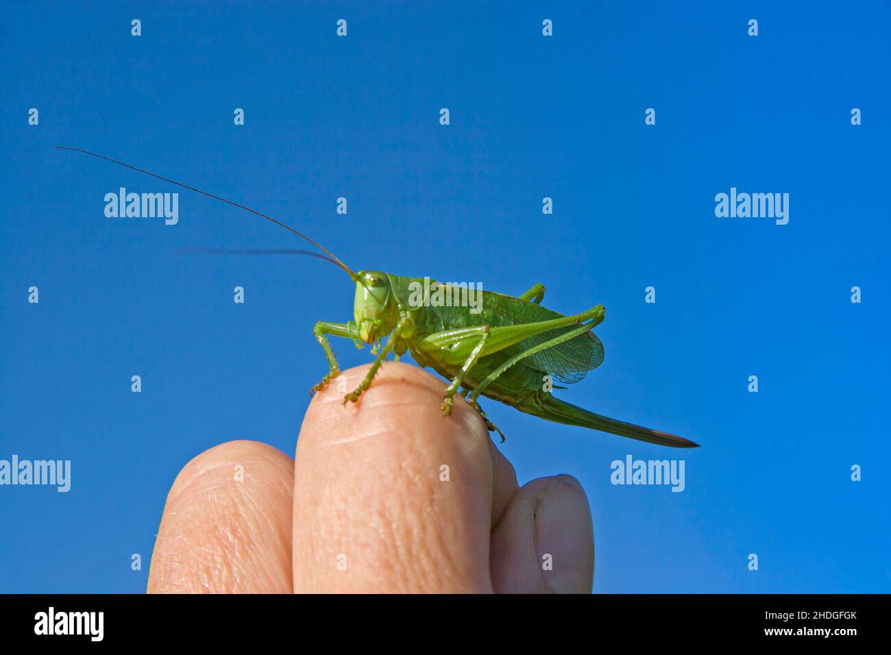 great green bush cricket, great green bush-crickets Stock Photo - Alamy