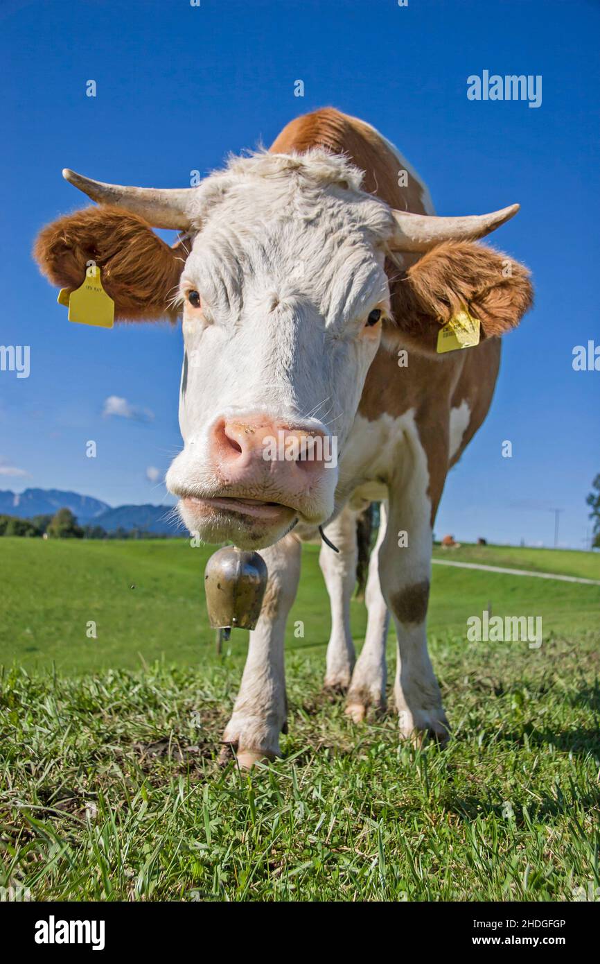cow, simmental, cows, simmental cattle, simmentals Stock Photo - Alamy
