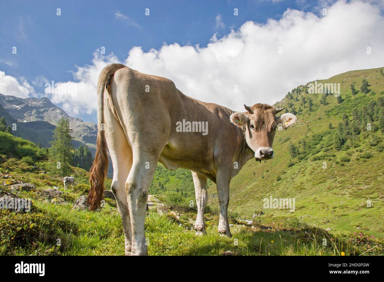 cow, cattle, alp cow, cows, cattles, livestock, alp cows Stock Photo ...