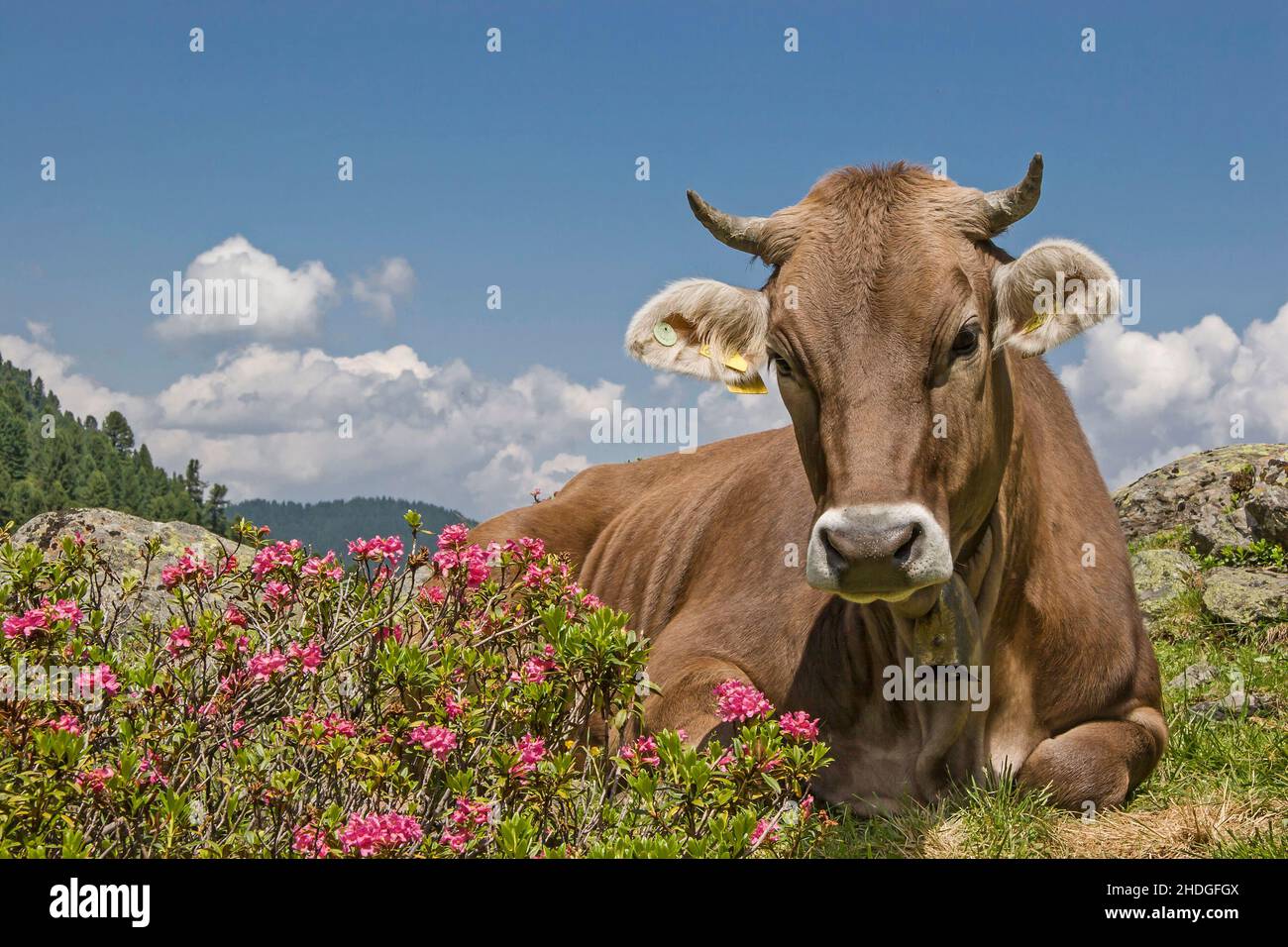 cattle, domestic cattle, cattles, livestock, domestic cattles Stock ...