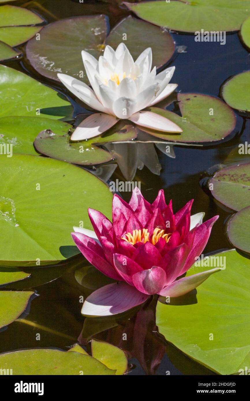 water lily, water lilies, waterlilie, waterlilies Stock Photo - Alamy