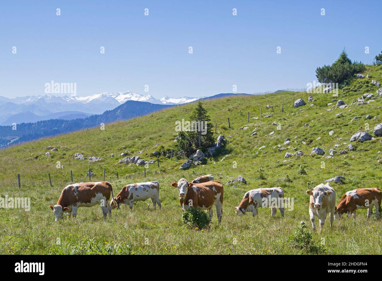 cows, cow paddock, bavarian alps, cow, cow paddocks Stock Photo - Alamy
