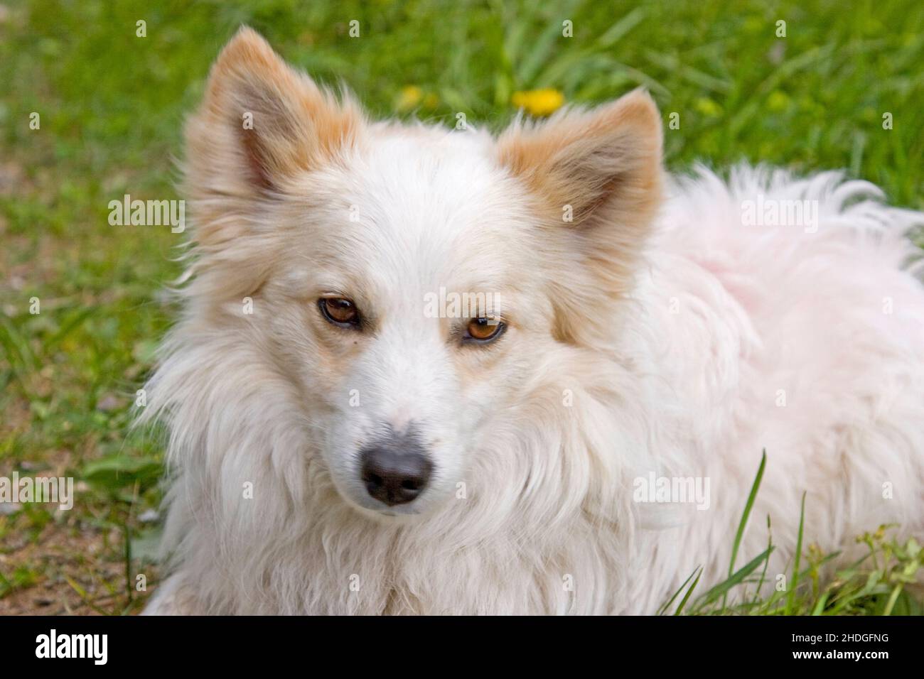 dog, acute, dogs, acutes Stock Photo - Alamy