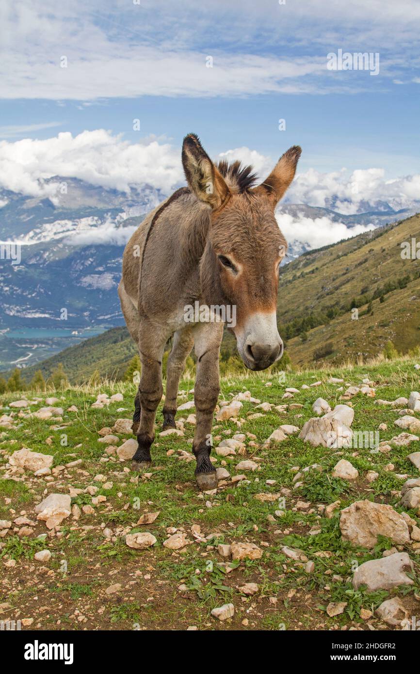 Mule lake hi-res stock photography and images - Alamy