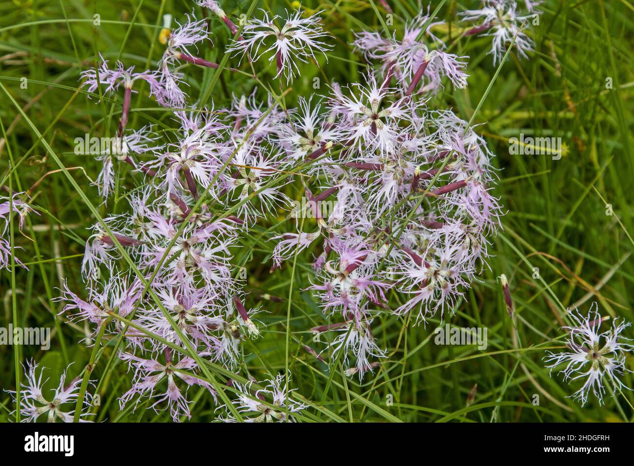 Fringed carnation hi-res stock photography and images - Alamy