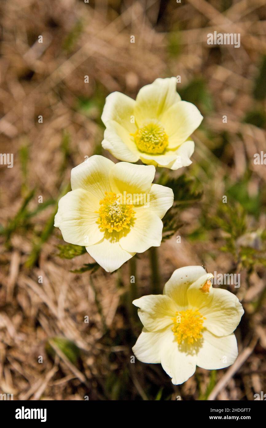 Ranunkel hi-res stock photography and images - Alamy