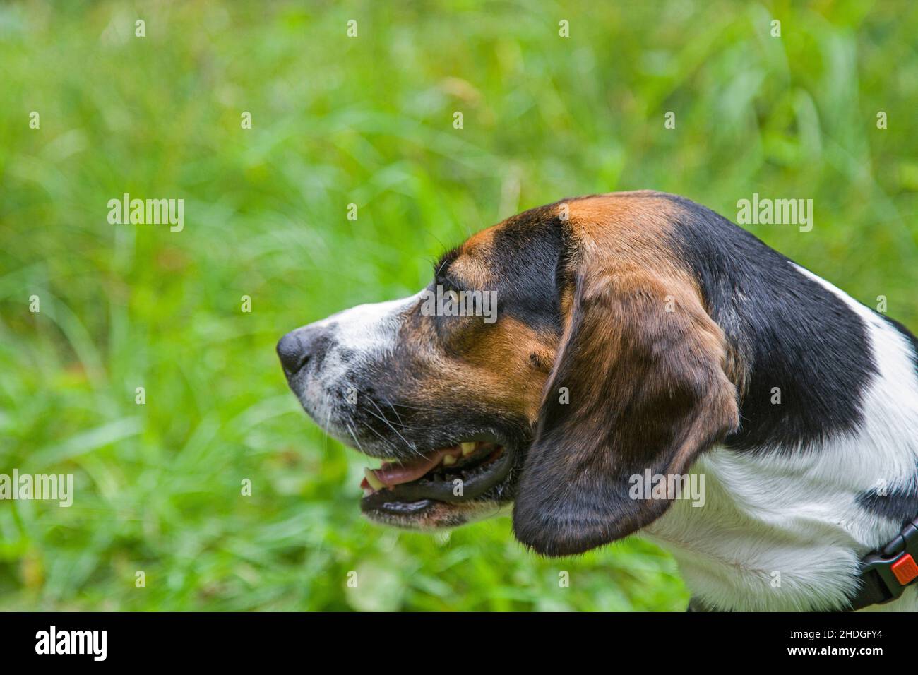 Beagle 1 hi-res stock photography and images - Alamy