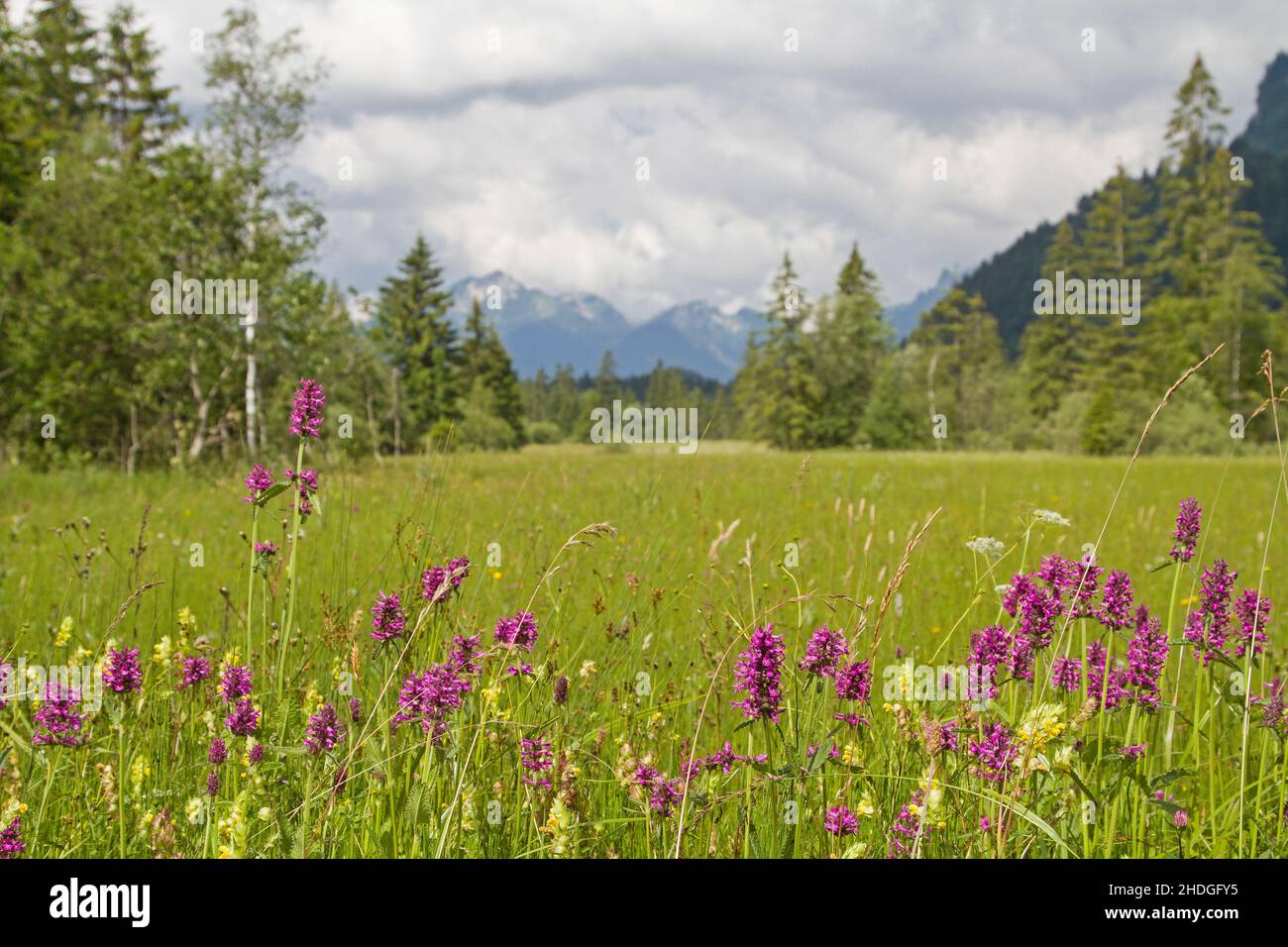 wet meadow, bog meadow , wet meadows Stock Photo - Alamy