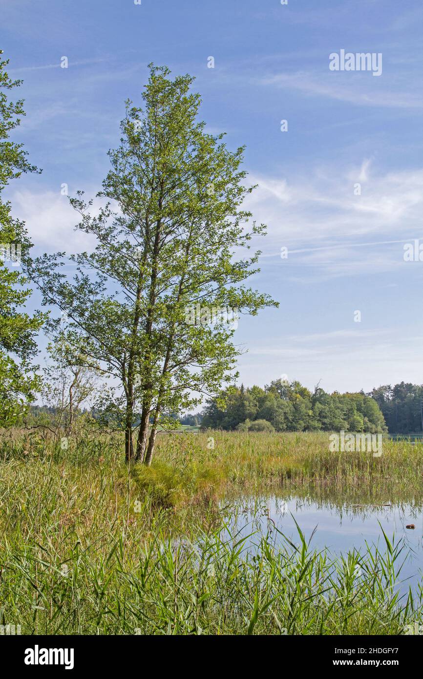 nature, moorsee, natur, natures, moorsees Stock Photo - Alamy