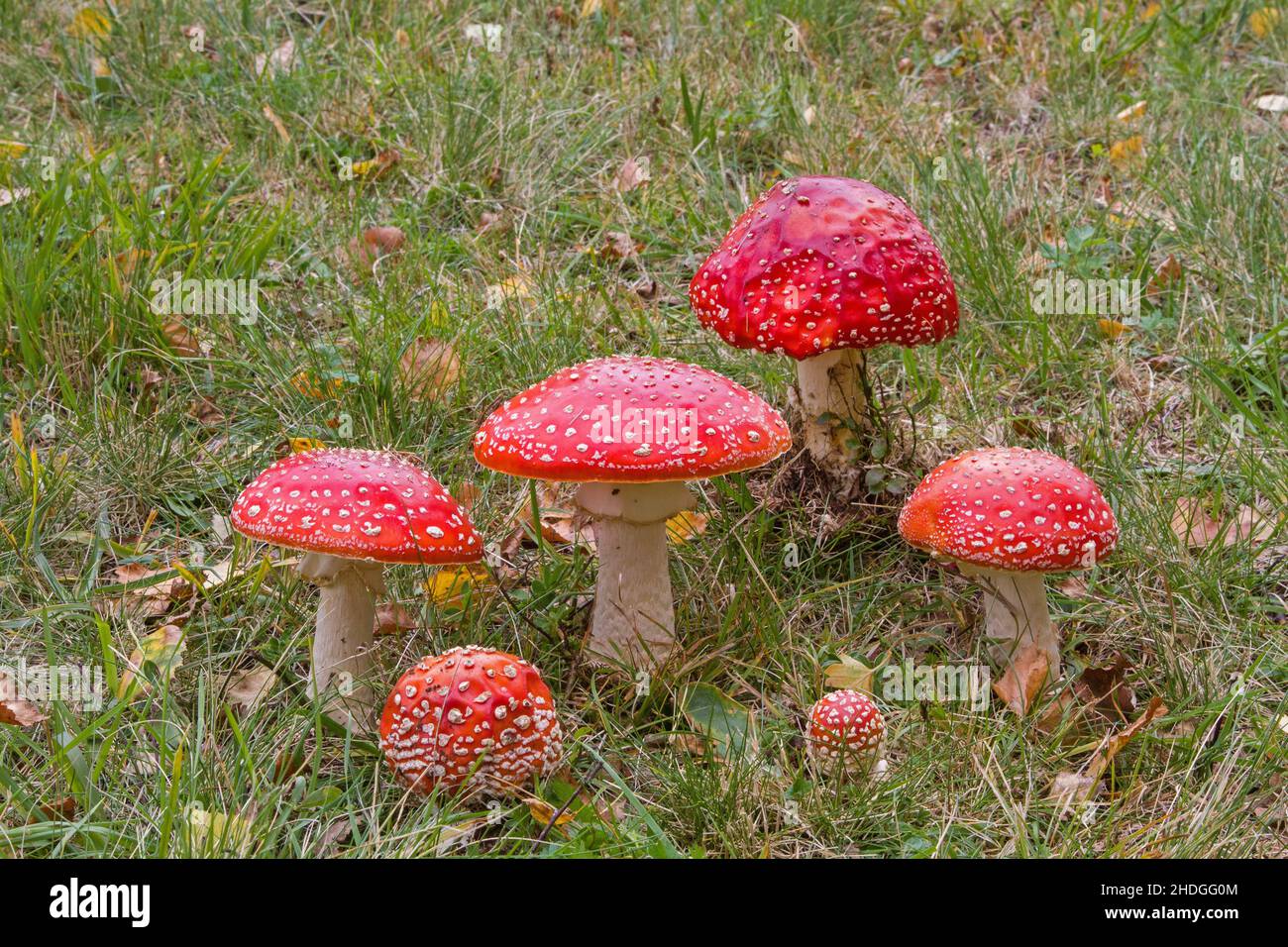fly agaric, fly agarics Stock Photo - Alamy