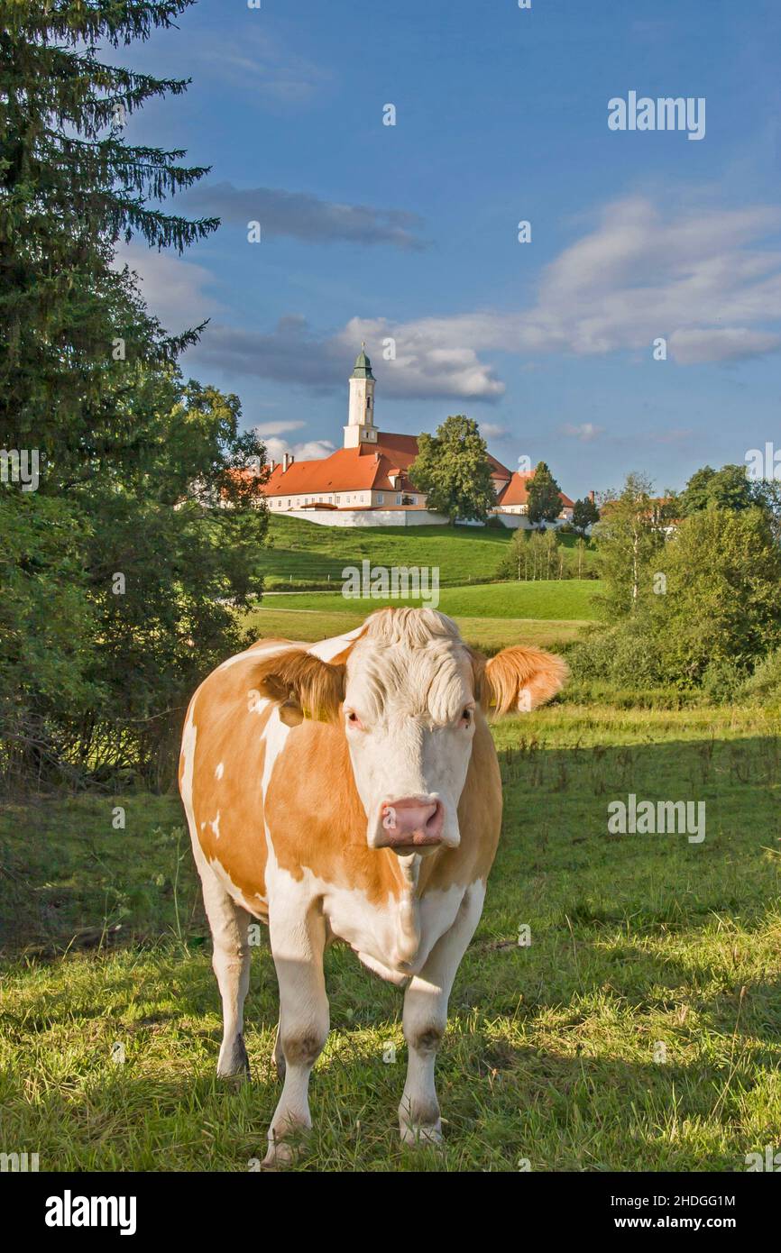 cow, bavaria, cows, bavarias Stock Photo - Alamy