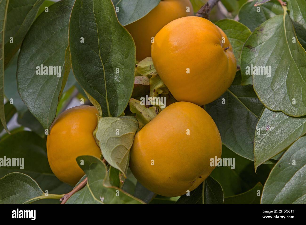 kaki, kaki tree, kaki fruit, kaki trees Stock Photo - Alamy