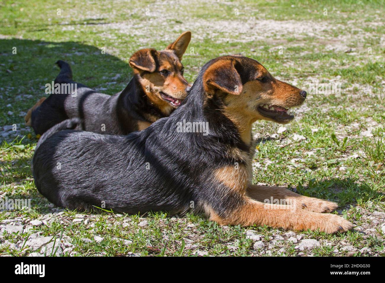 Mixed lengths hi-res stock photography and images - Alamy