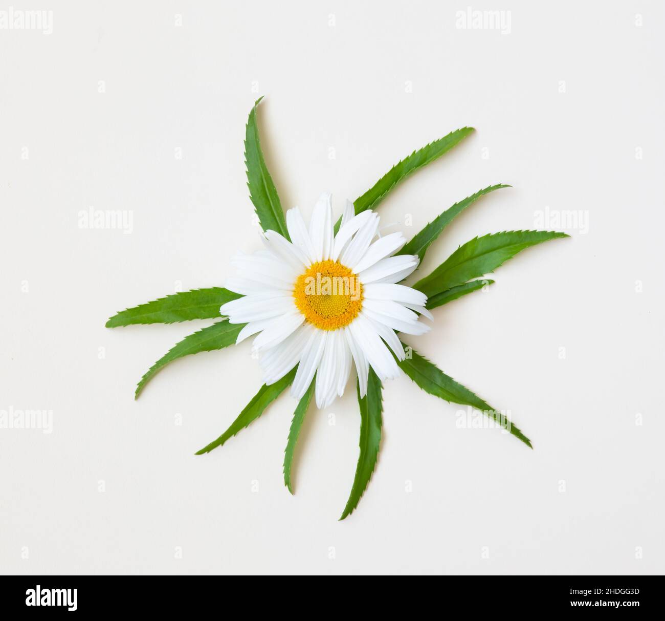Clean floral design daisy hi-res stock photography and images - Alamy