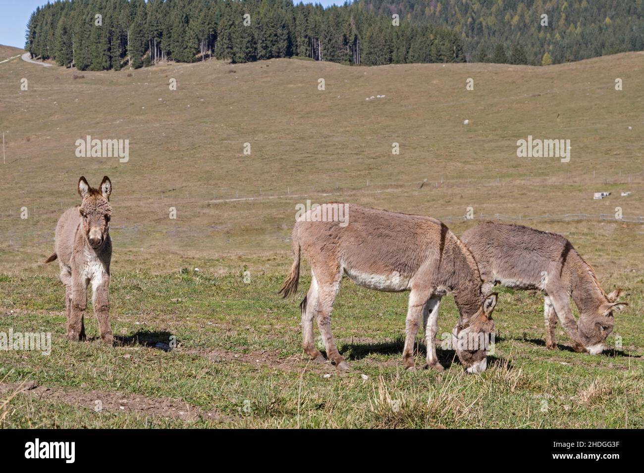 Donkey italy hi-res stock photography and images - Alamy