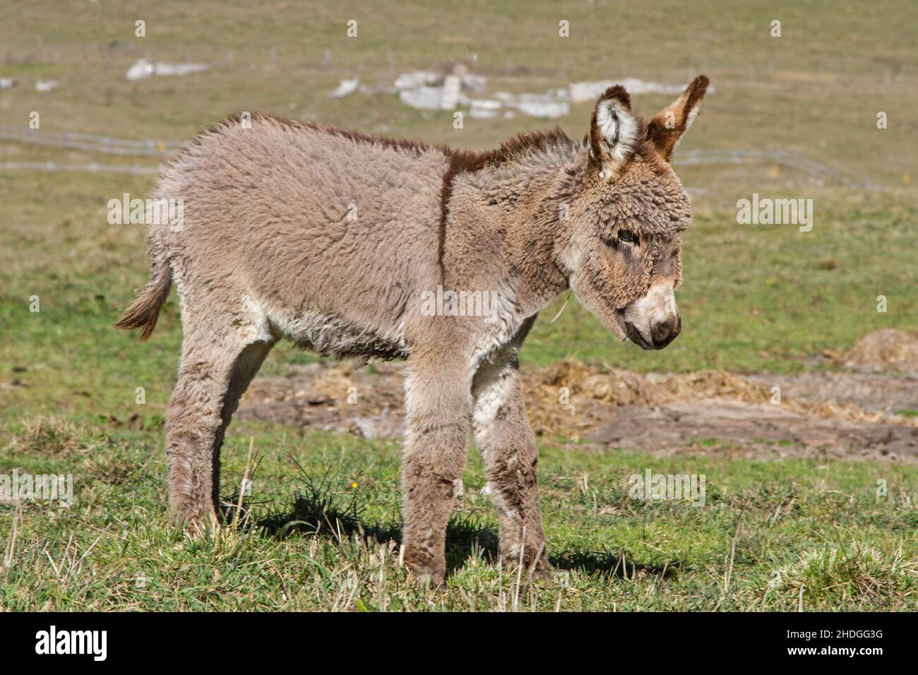 Donkey foals hi-res stock photography and images - Alamy