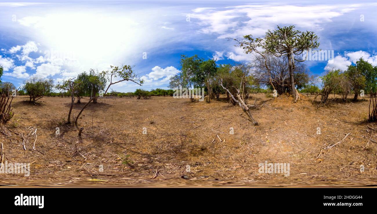 Jungle and savannah in Kumana National Park, Sri Lanka. 360-Degree view ...