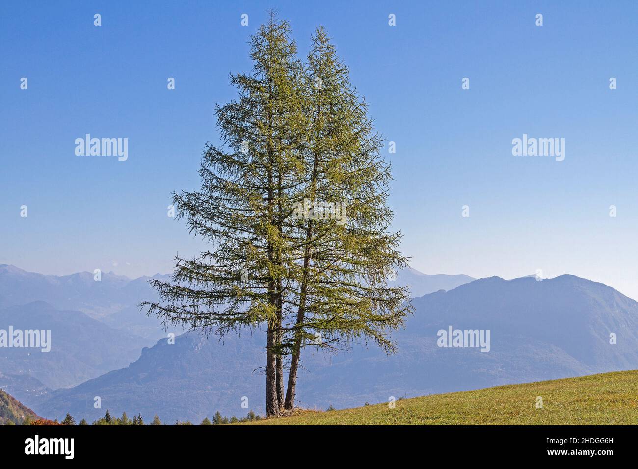 larch tree, larch trees Stock Photo - Alamy