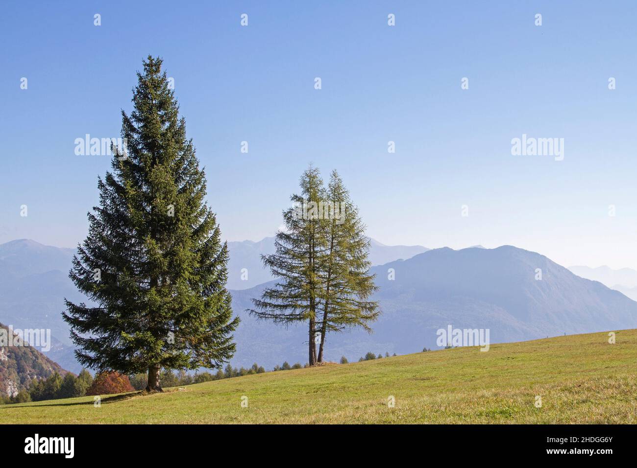 larch tree, spruce tree, larch trees, spruce trees Stock Photo - Alamy