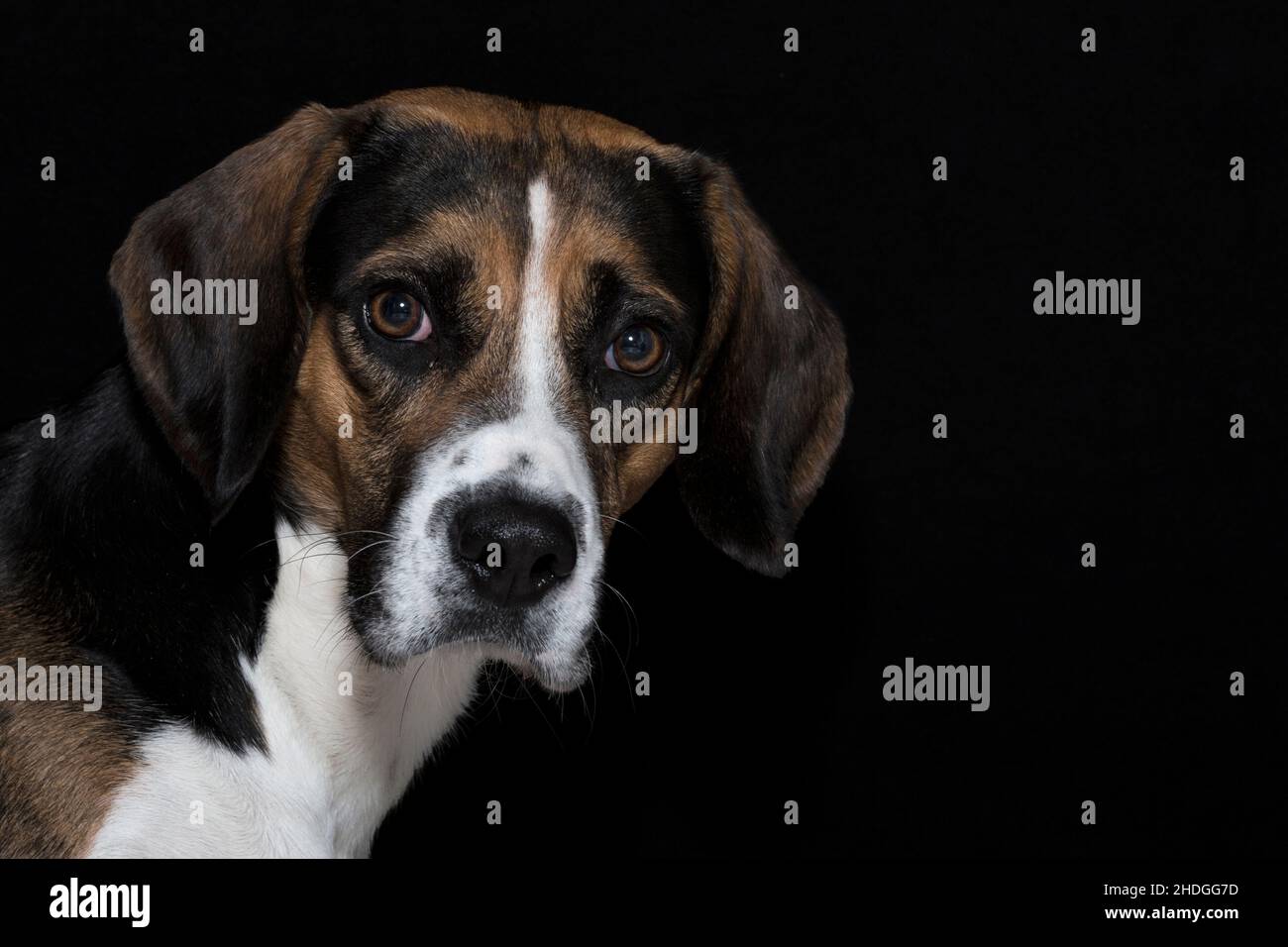 Black beagle hi-res stock photography and images - Alamy