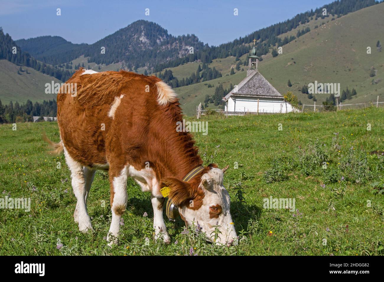 cow, simmental, cows, simmental cattle, simmentals Stock Photo - Alamy