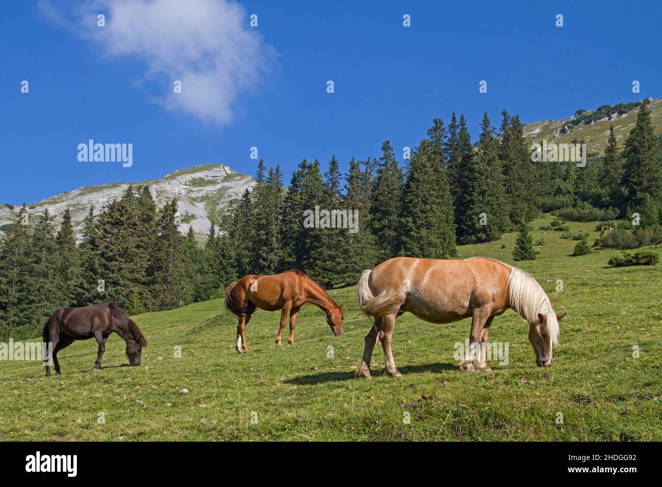 grazing, haflinger, haflingers Stock Photo - Alamy