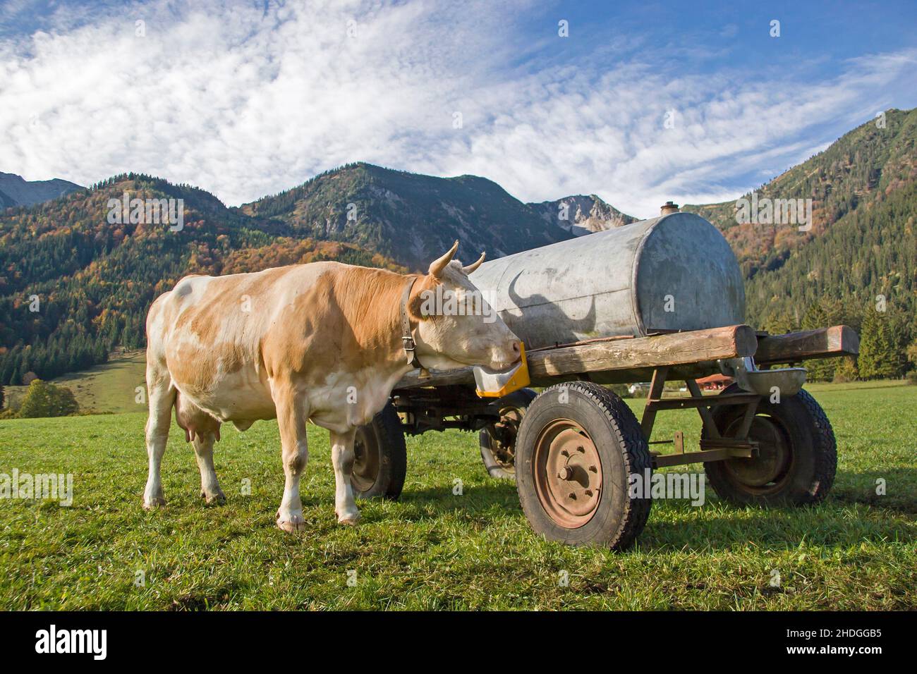 dairy cattle, salt stone, dairy cattles, salt stones Stock Photo - Alamy