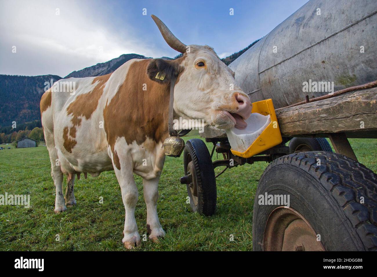 cow, salt stone, cows, salt stones Stock Photo - Alamy