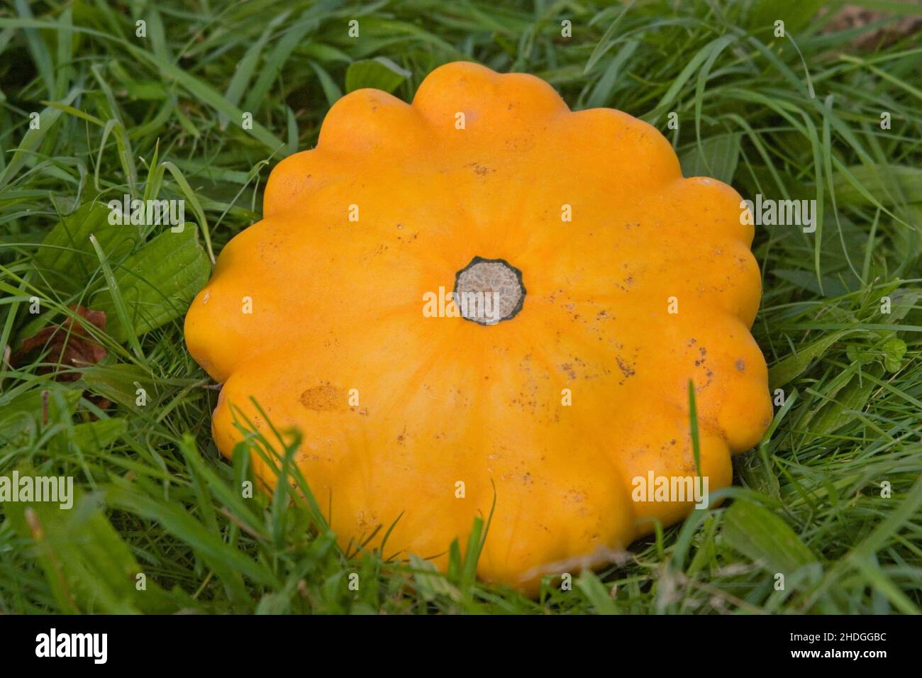 Mandarin squash hi-res stock photography and images - Alamy