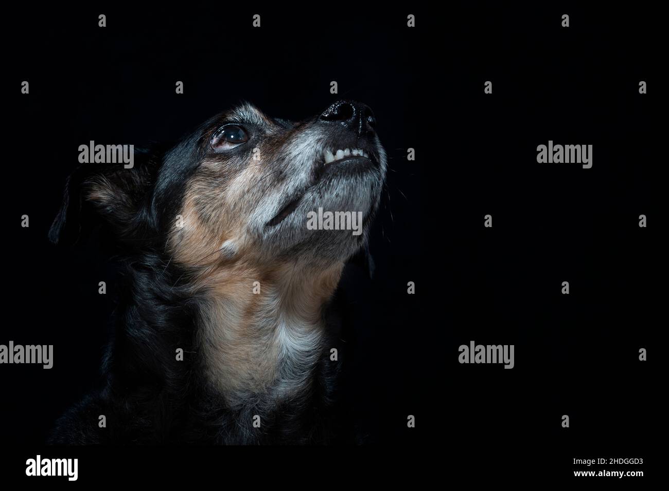 Mixed breed dog colors hi-res stock photography and images - Alamy