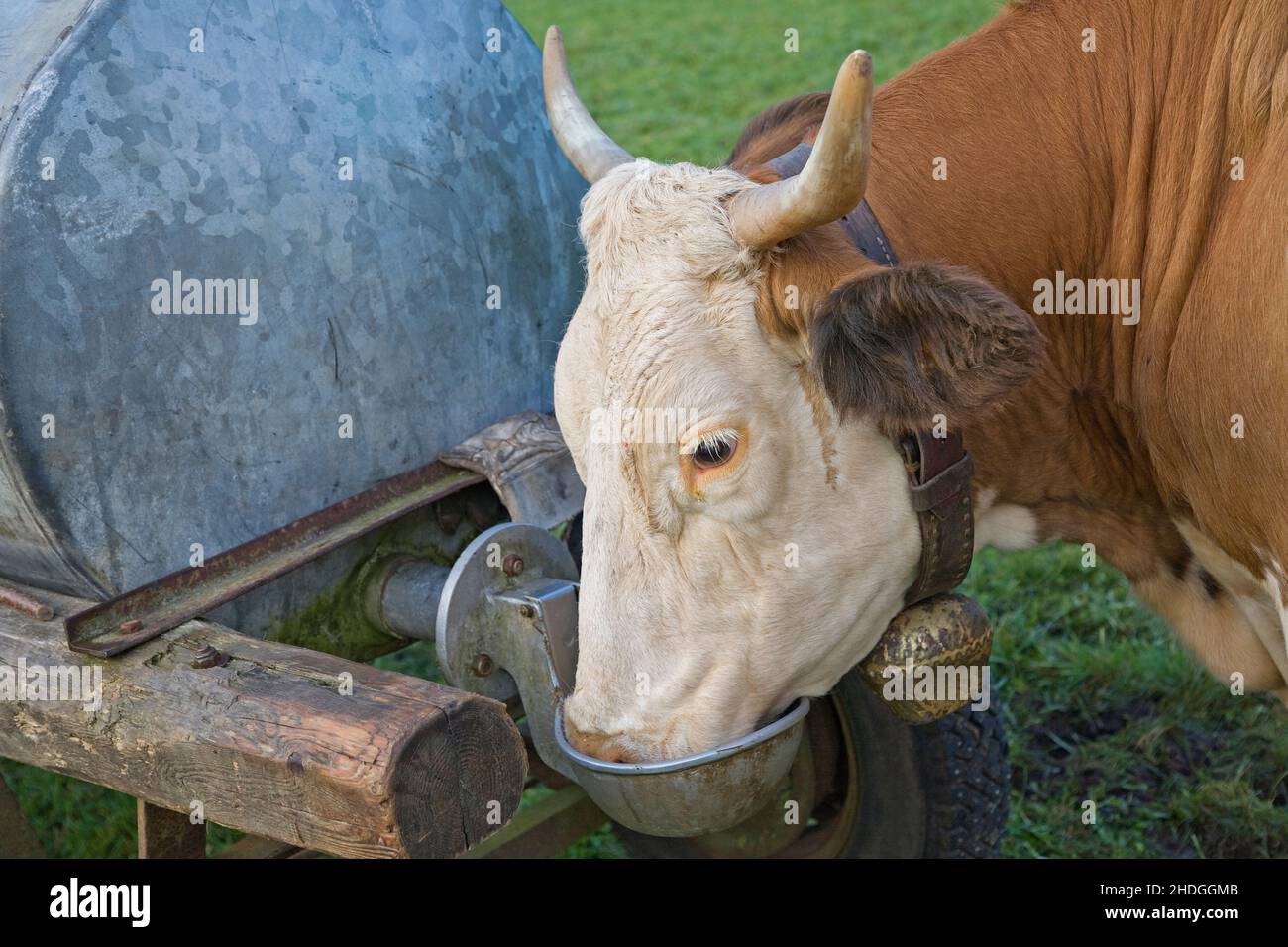 dairy cattle, drinking trough, dairy cattles, drinking troughs Stock ...