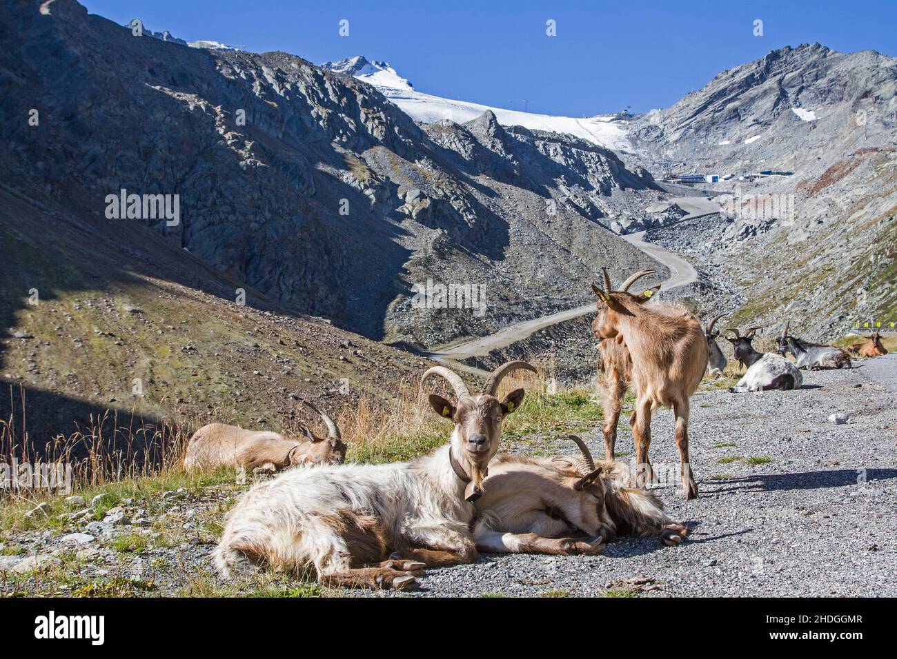 Austria goats hi-res stock photography and images - Alamy