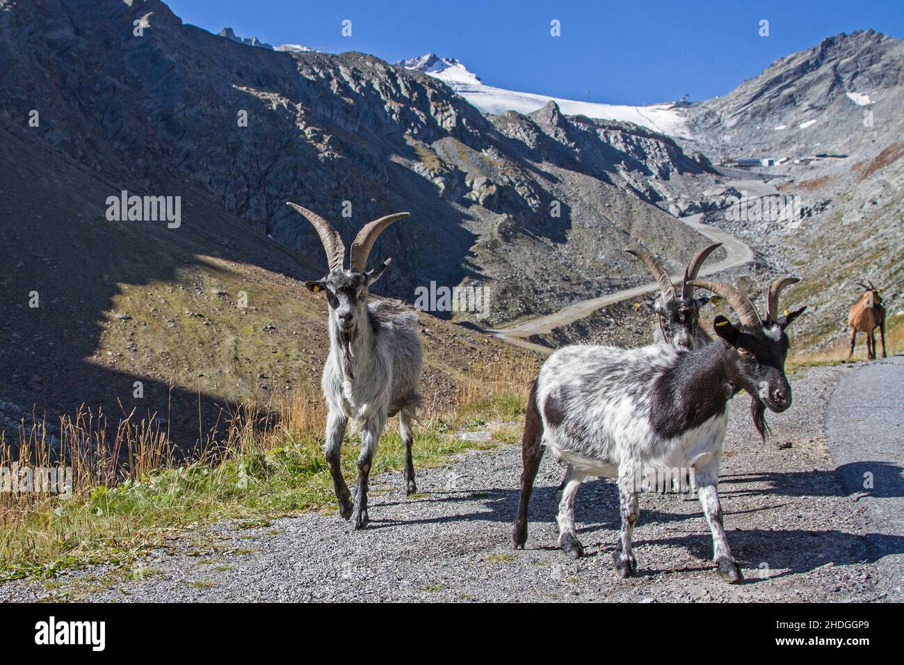 Austria goats hi-res stock photography and images - Alamy