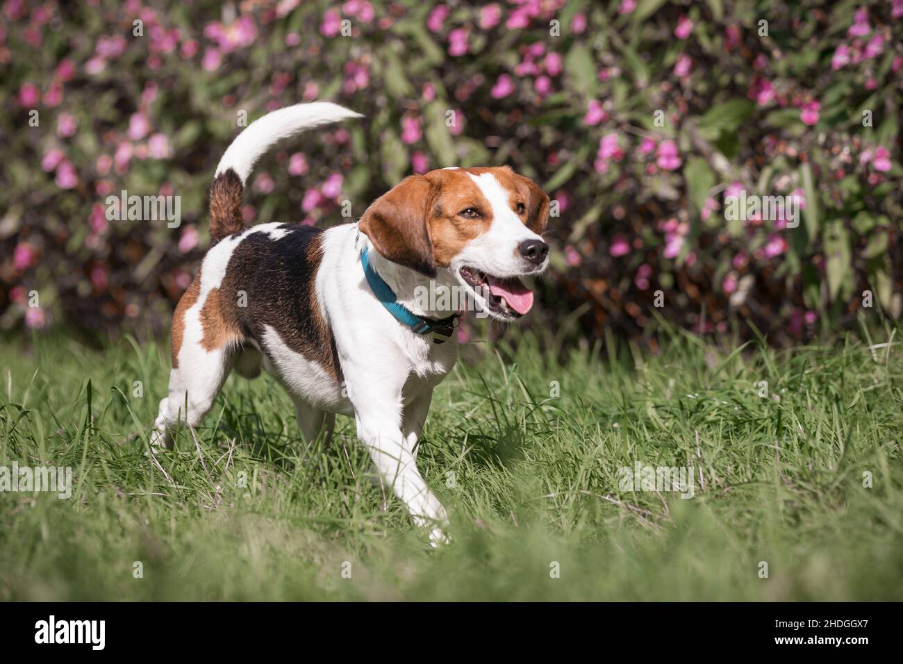 Dwarf blowing hi-res stock photography and images - Alamy