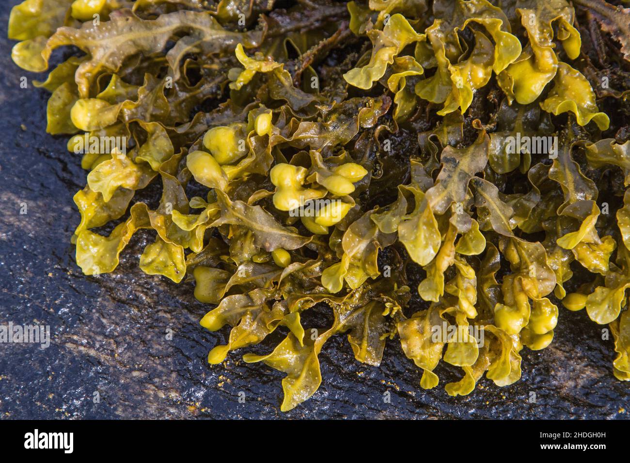 algae, seaweed, algaes, seaweeds Stock Photo - Alamy