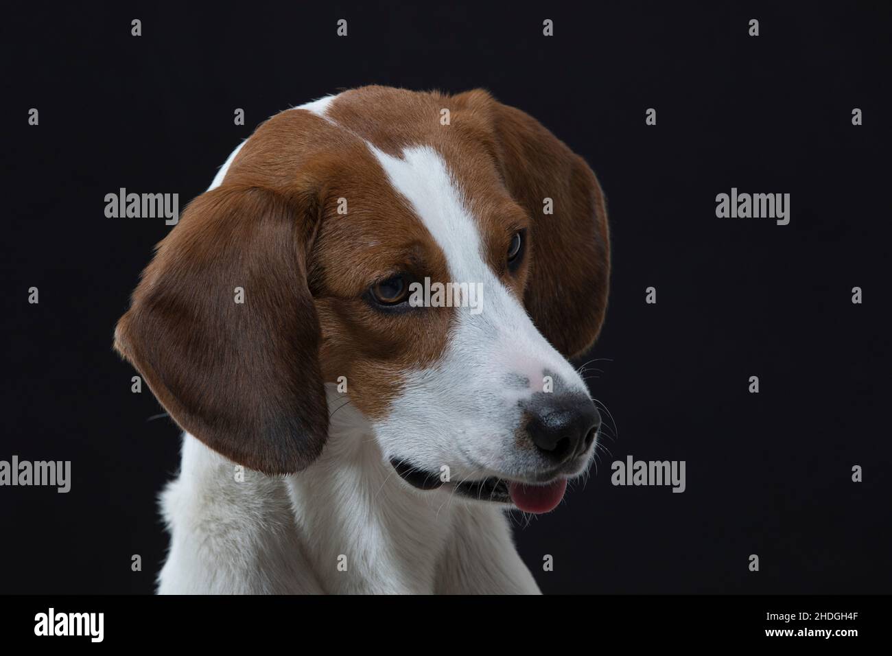Black beagle hi-res stock photography and images - Alamy