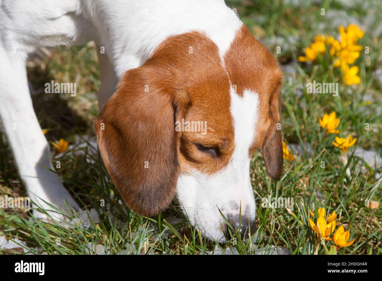 Dog flower smelling hi-res stock photography and images - Alamy