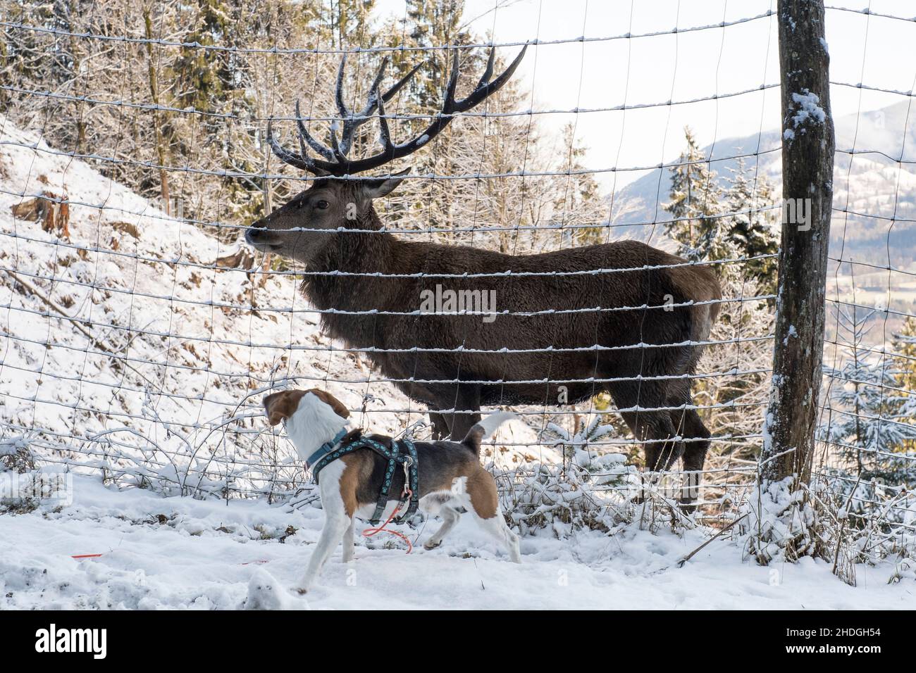 dog, deer, dogs, deers, roe deer, stag Stock Photo - Alamy