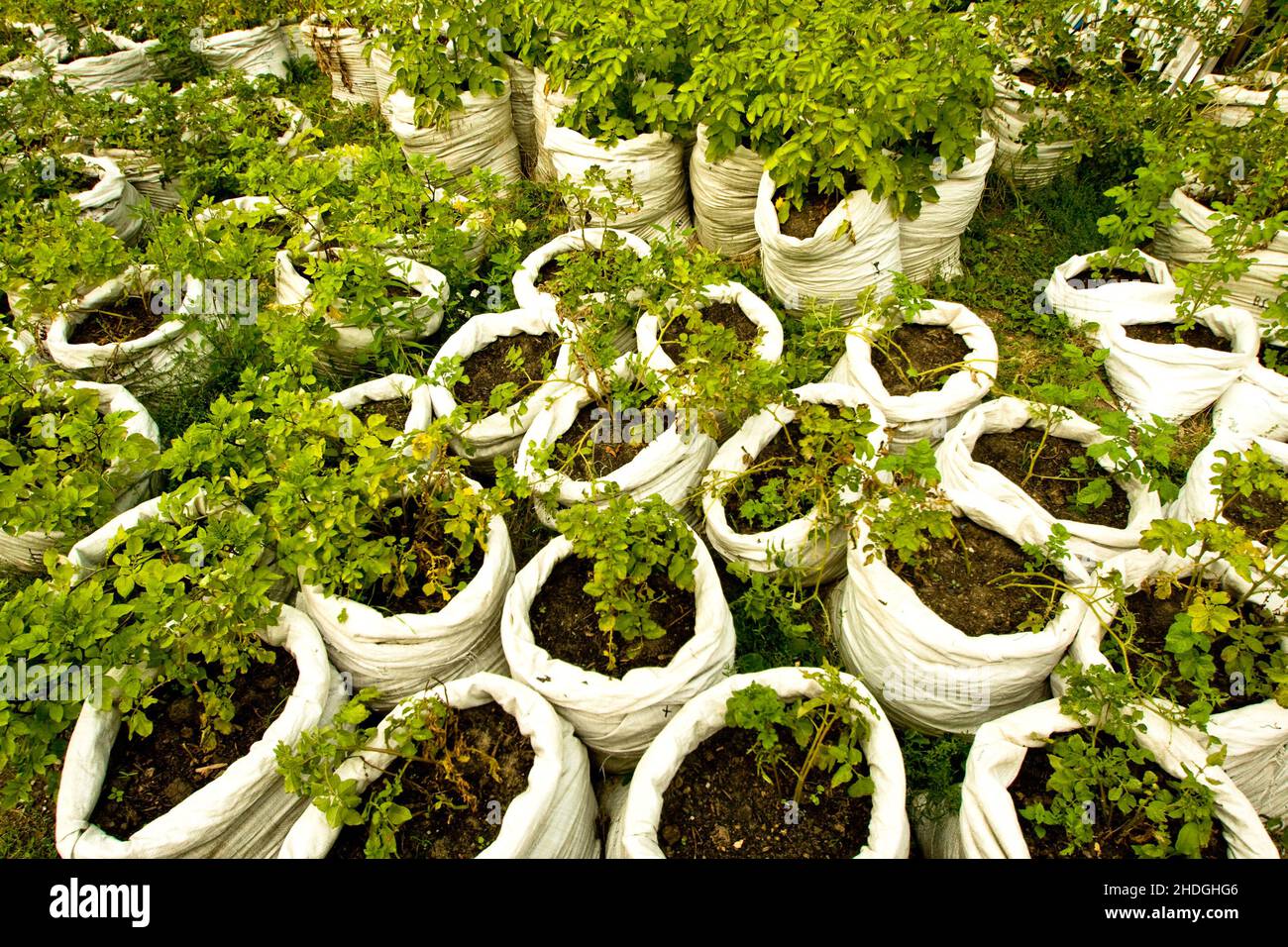 plant, planting, urban gardening, plants Stock Photo - Alamy
