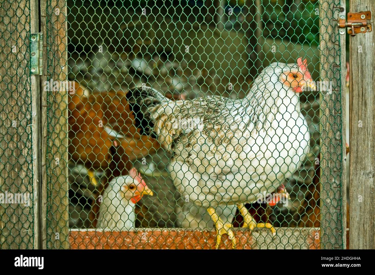 chicken, caged, chicken coop, chickens, cage, cageds, chicken coops ...