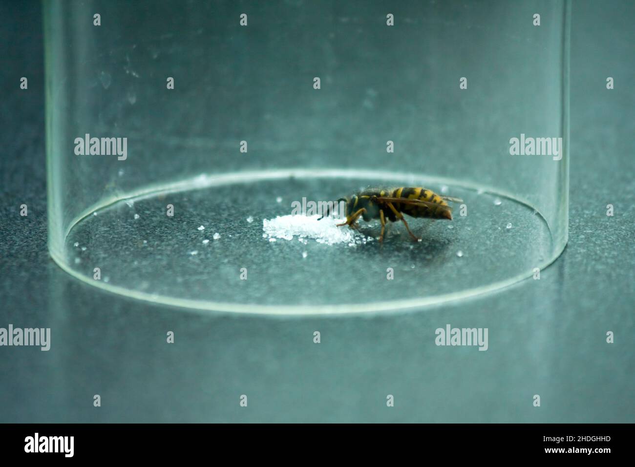 caught, wasp, capture, caughts, wasps, captures Stock Photo - Alamy
