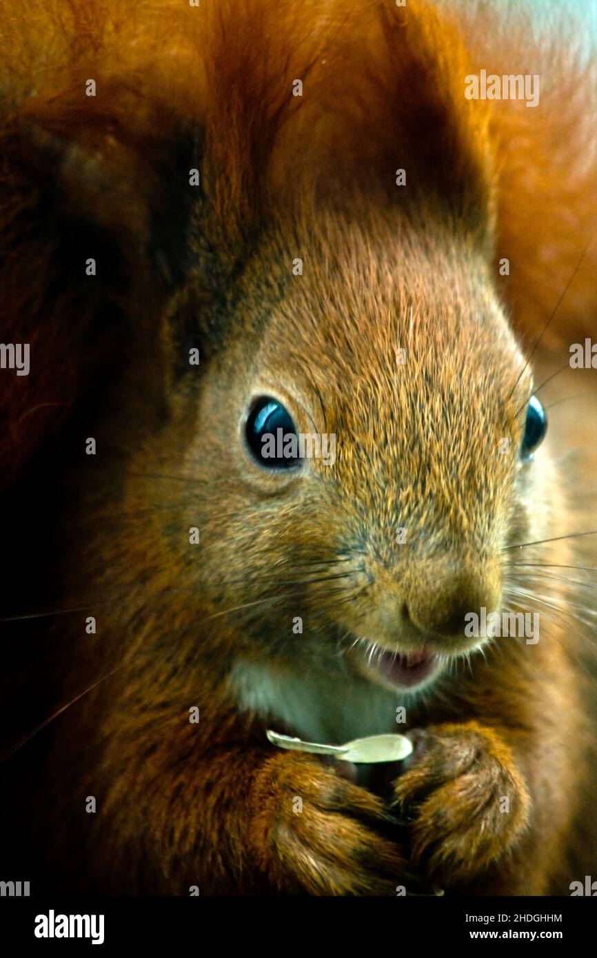 feeding, red squirrel, rodent, feed, feedings, red squirrels, rodents ...